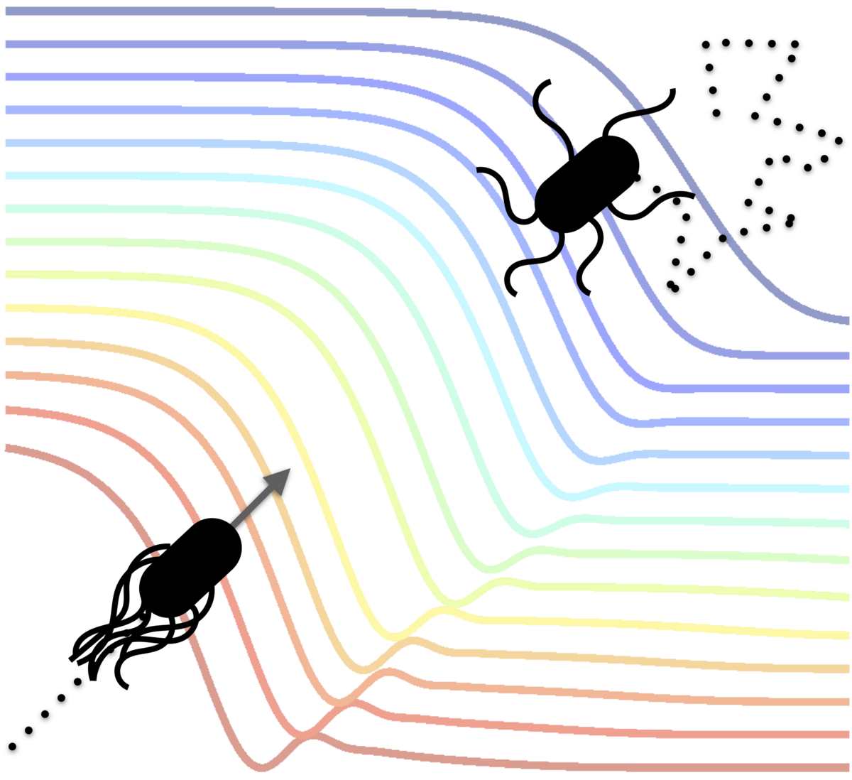 Bacteria in motion: Center for Systems Biology Dresden